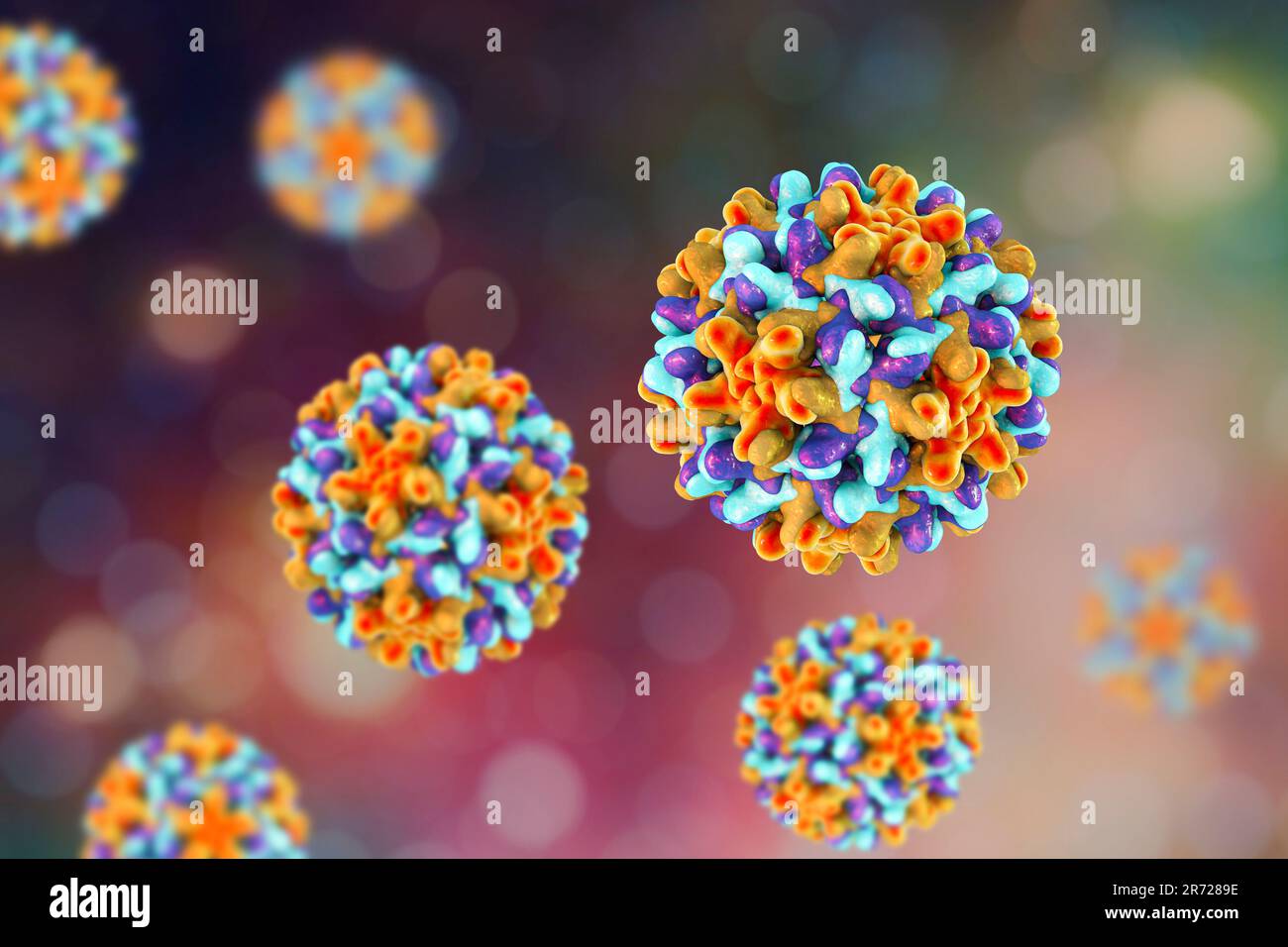 Hepatitis B viruses, a species of the genus Orthohepadnavirus, which is ...