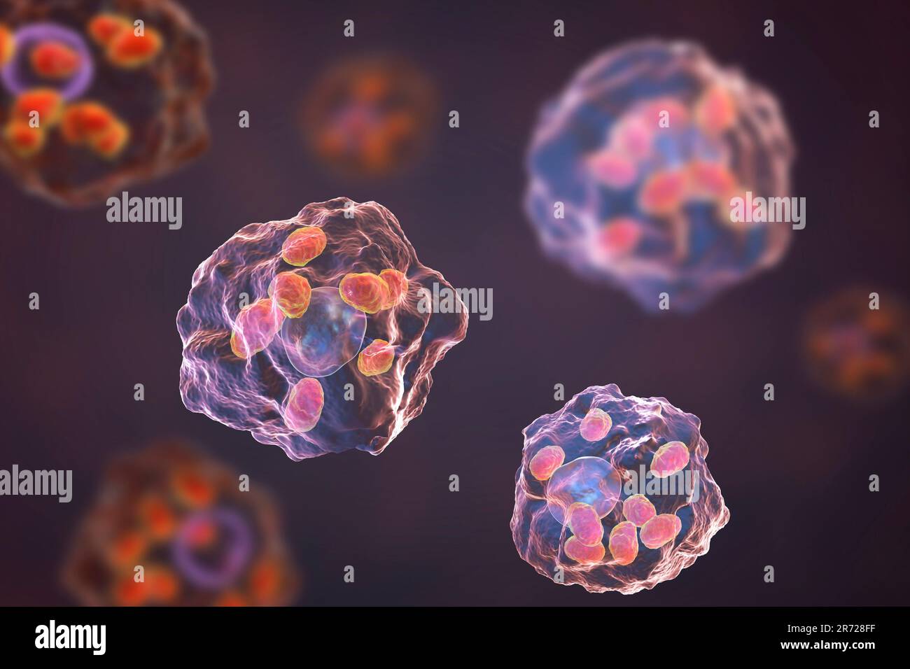 Leishmania major parasites hi-res stock photography and images - Alamy