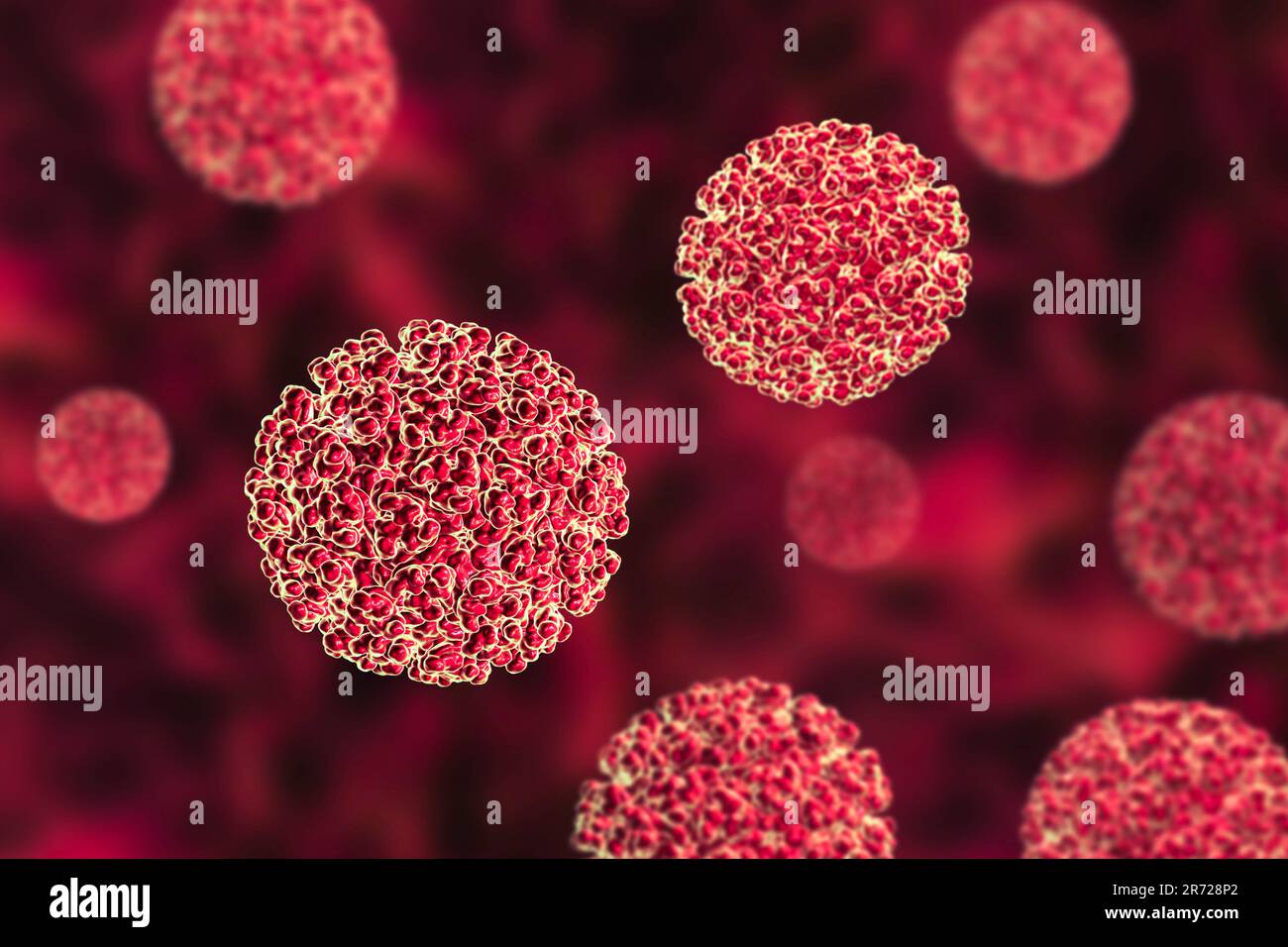 Ross River viruses (RRV), computer illustration. RRV is a small ...