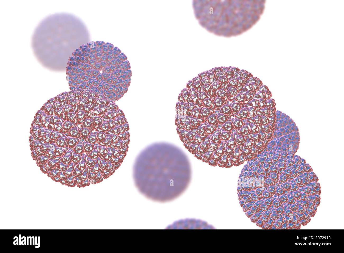 Rotavirus particles, computer artwork. The virus particle consists of ...