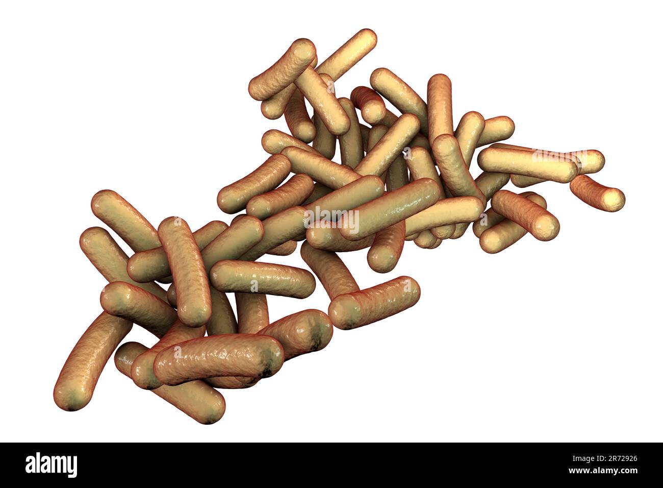 Shigella bacteria, computer illustration. Shigella sp. are Gram ...