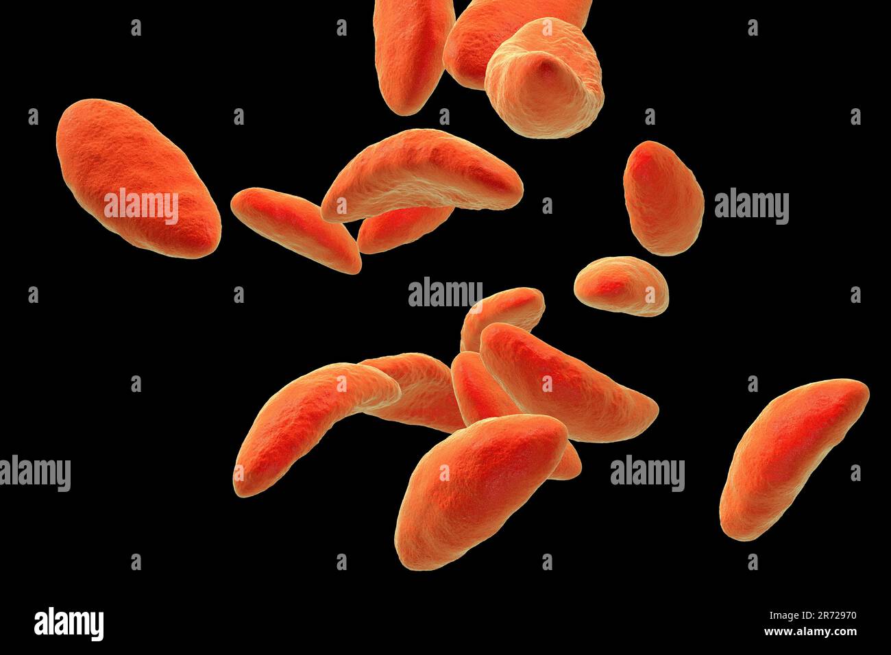 Toxoplasma gondii in tachyzoite stage, illustration. T. gondii is a ...