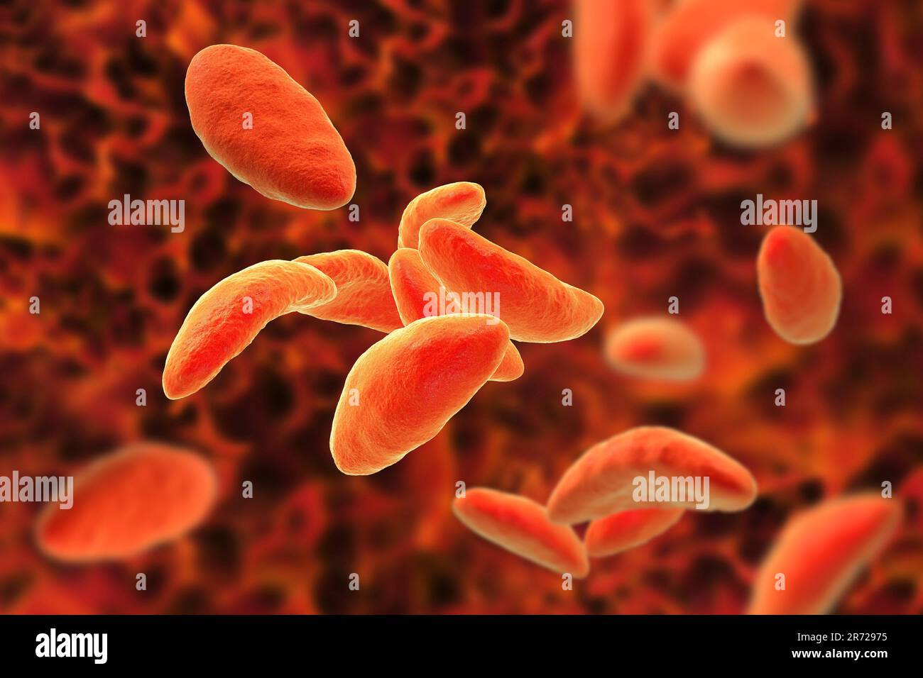 Toxoplasma gondii in tachyzoite stage, illustration. T. gondii is a ...