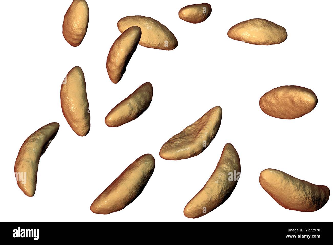 Toxoplasma gondii in tachyzoite stage, illustration. T. gondii is a ...