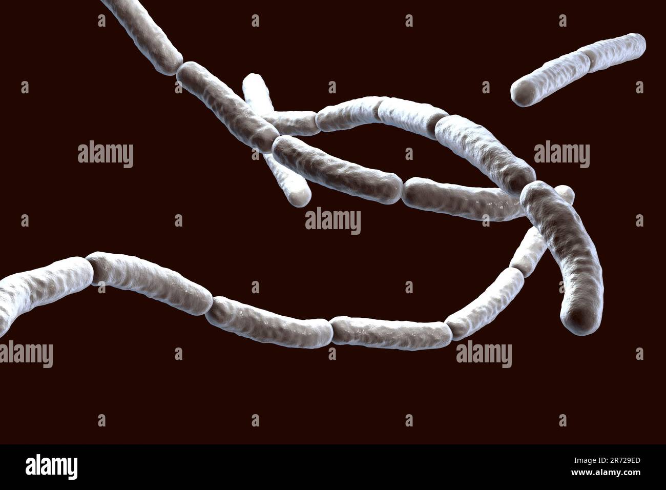 Hay Bacillus. Computer illustration of Bacillus subtilis bacteria. B ...