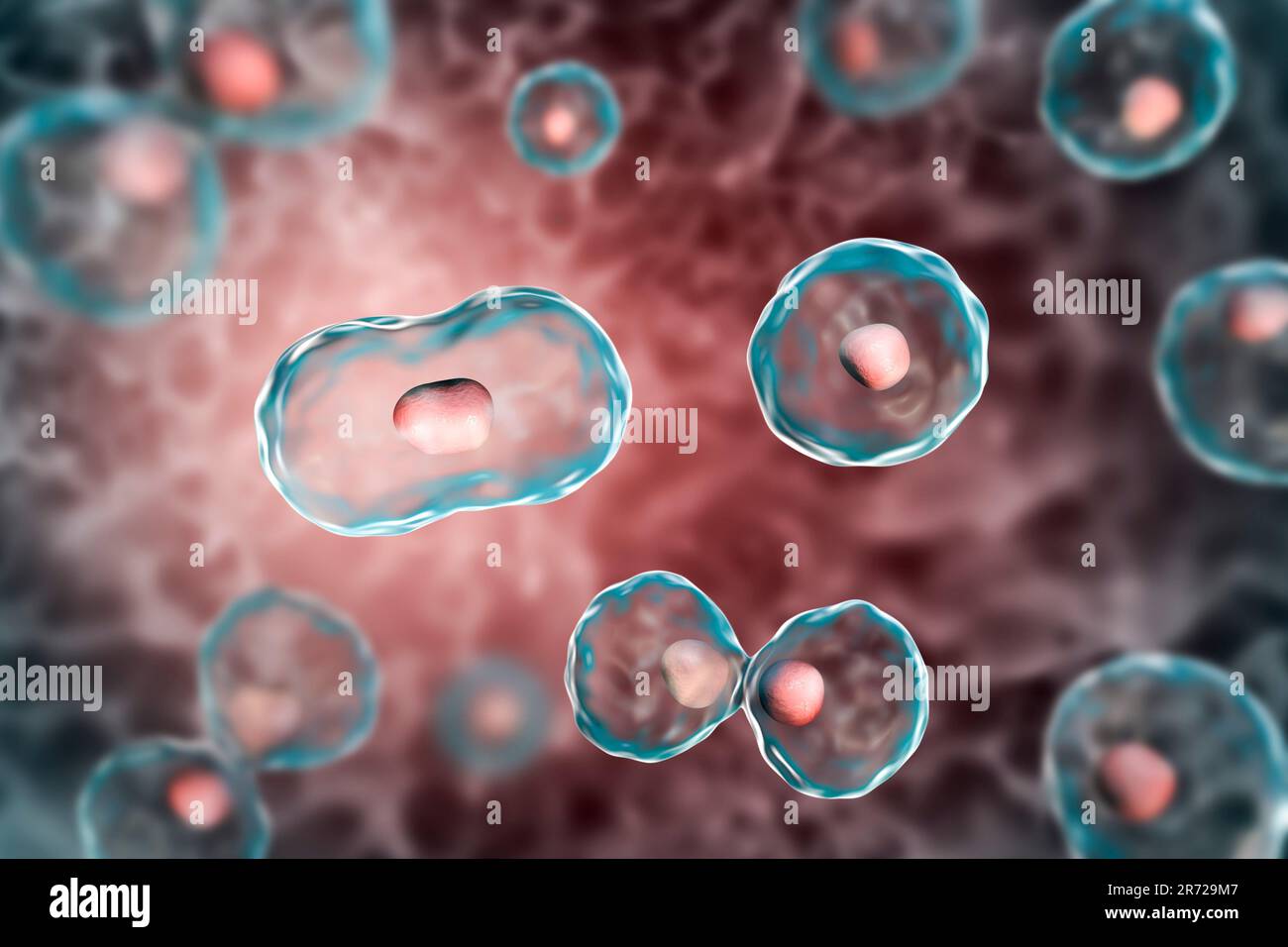 Cell division, computer illustration Stock Photo - Alamy