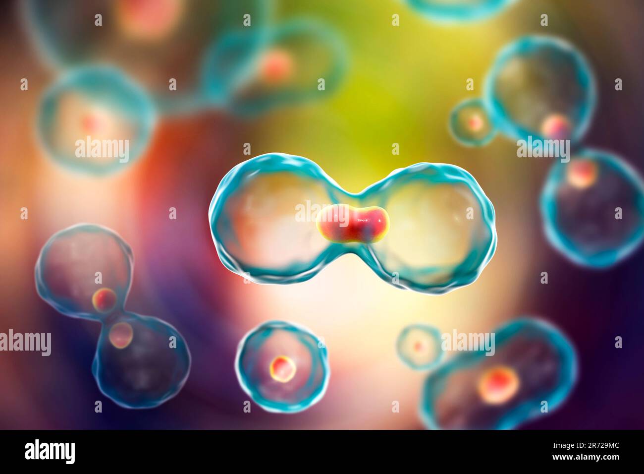 Cell division, computer illustration Stock Photo - Alamy