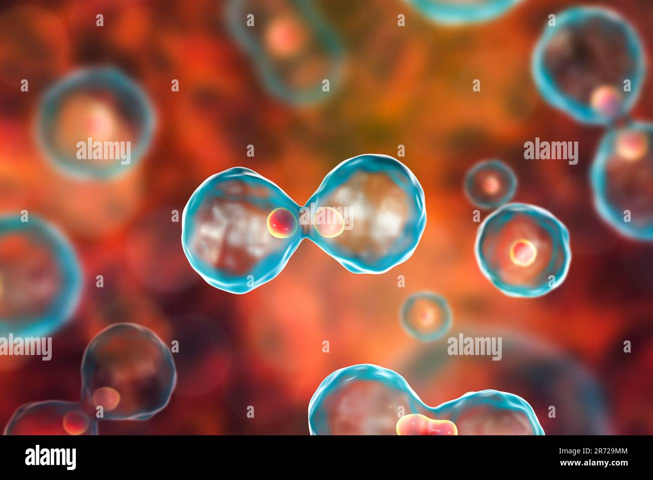 Cell division, computer illustration Stock Photo - Alamy