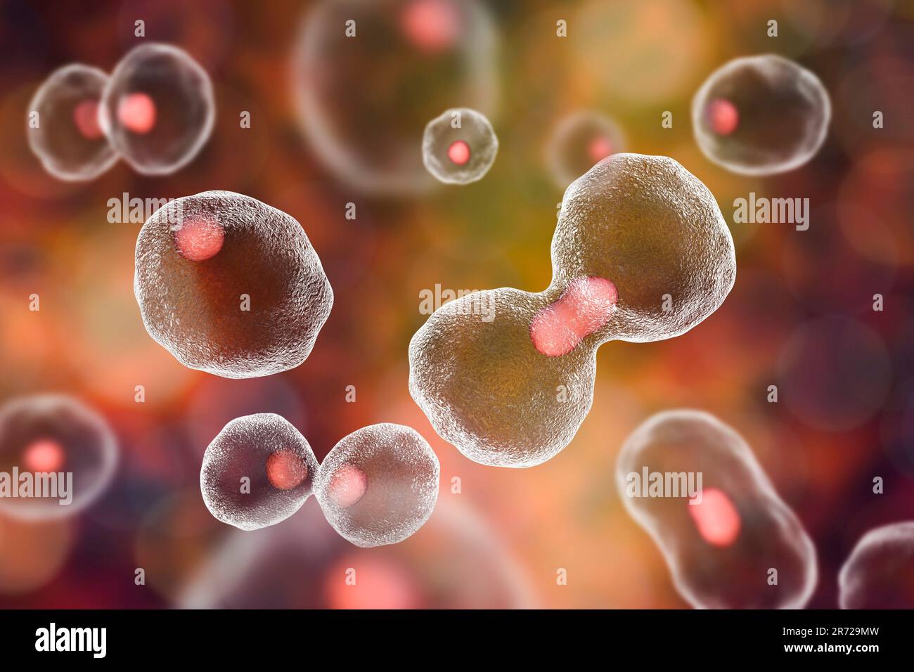 Cell division, computer illustration Stock Photo - Alamy