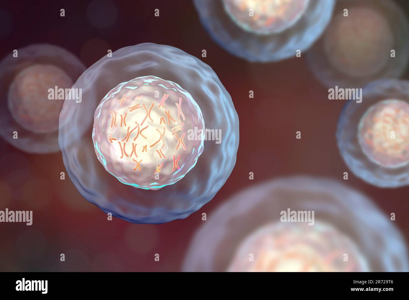 Human cell with chromosomes inside, artwork. Chromosomes, which consist ...