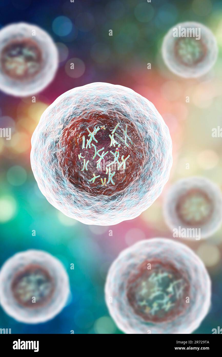 Human cell with chromosomes inside, artwork. Chromosomes, which consist ...