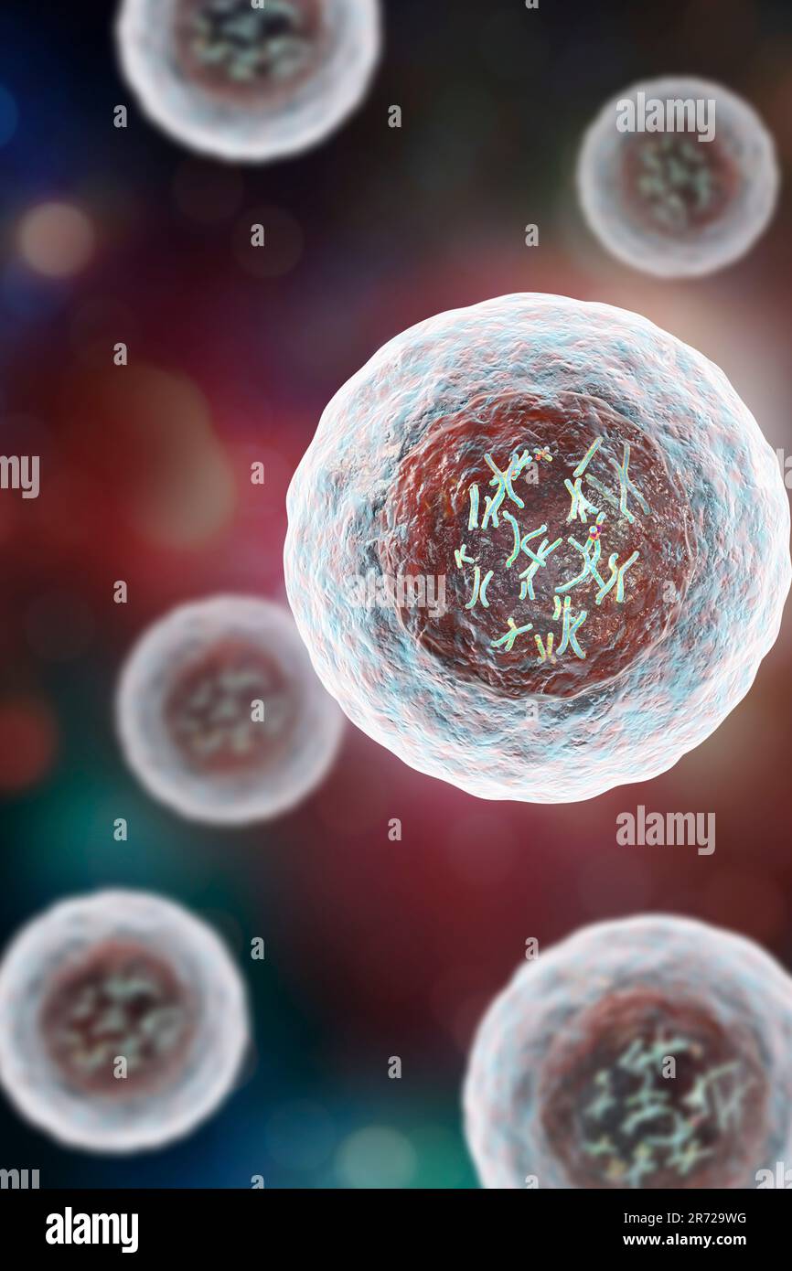 Human cell with chromosomes inside, artwork. Chromosomes, which consist ...
