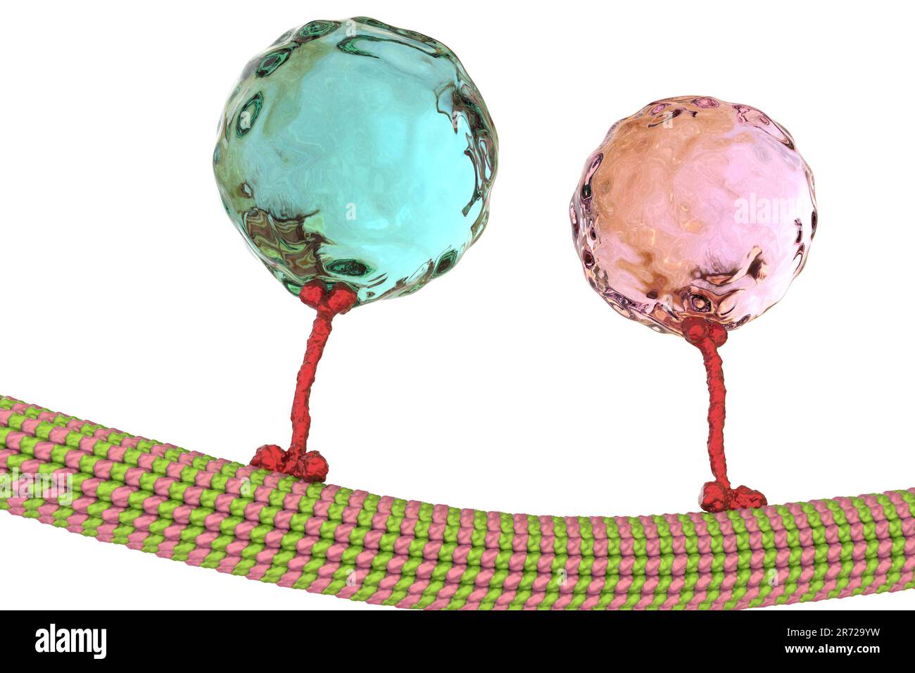 Intracellular transport. Computer artwork of a vesicles (spheres) being ...