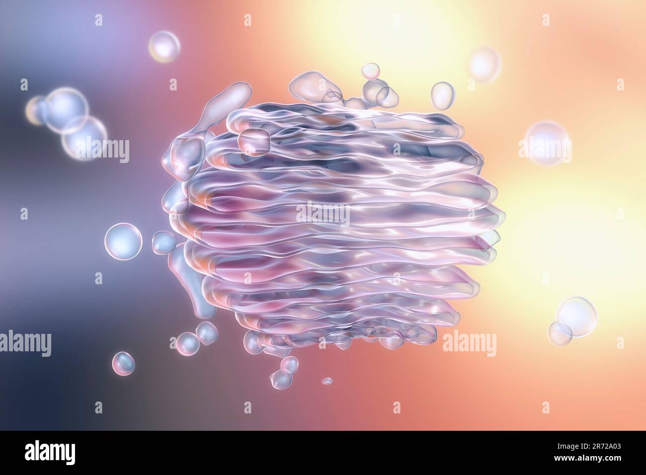 Computer artwork of the Golgi apparatus of the human cell. This ...