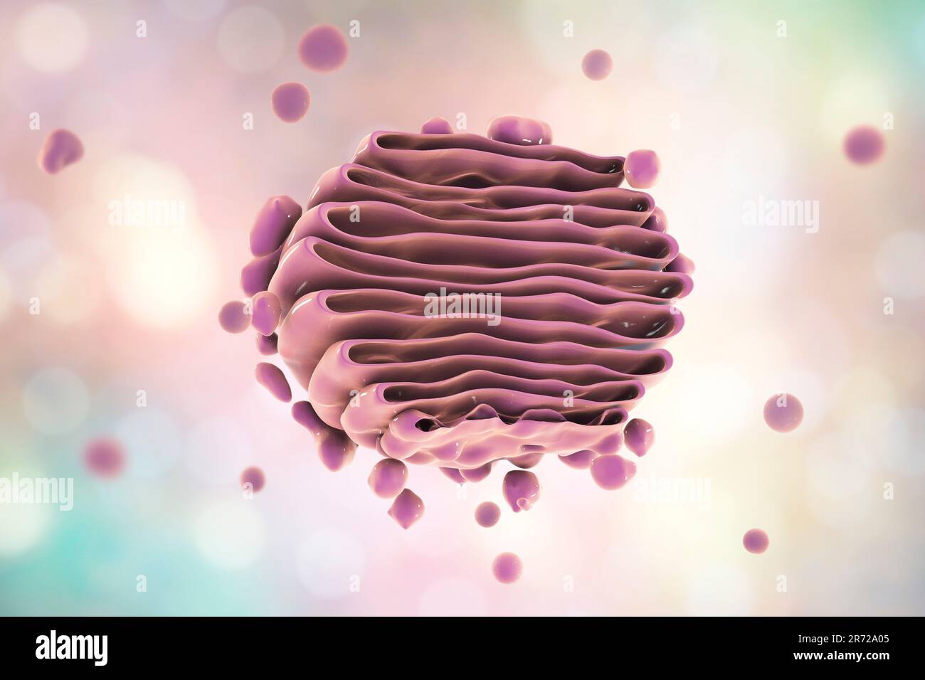 Computer artwork of the Golgi apparatus of the human cell. This ...