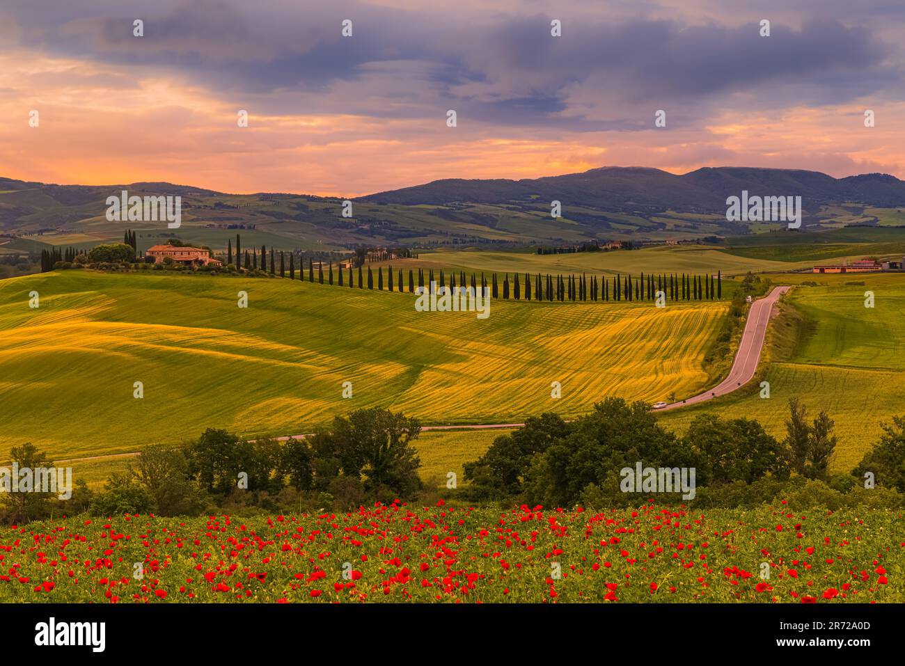 It's spring in Tuscany and fields full with poppies are coloring the ...