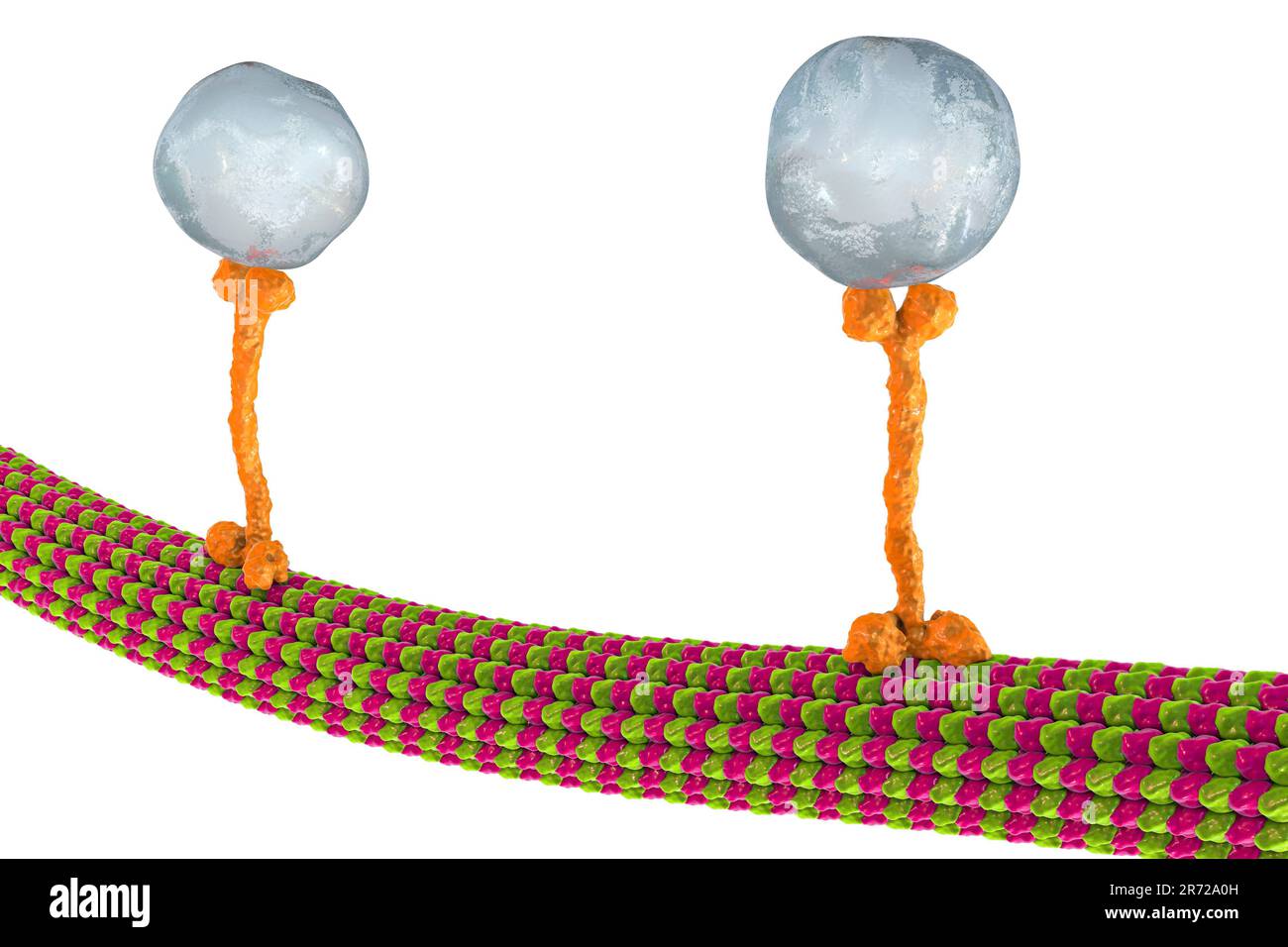 Intracellular transport. Computer artwork of a vesicles (spheres) being ...