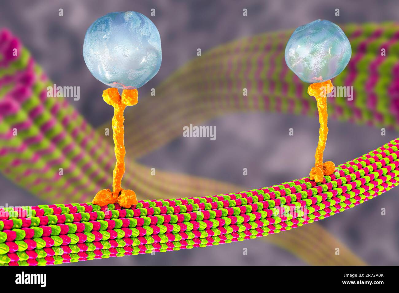 Intracellular transport. Computer artwork of a vesicles (spheres) being transported along a ...