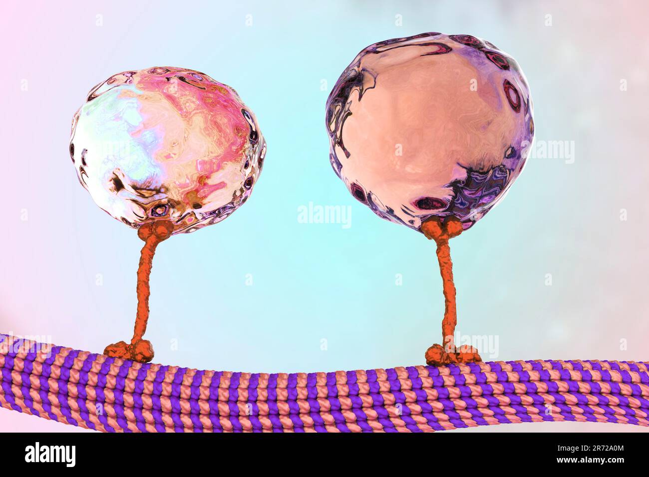 Protein filament hi-res stock photography and images - Alamy