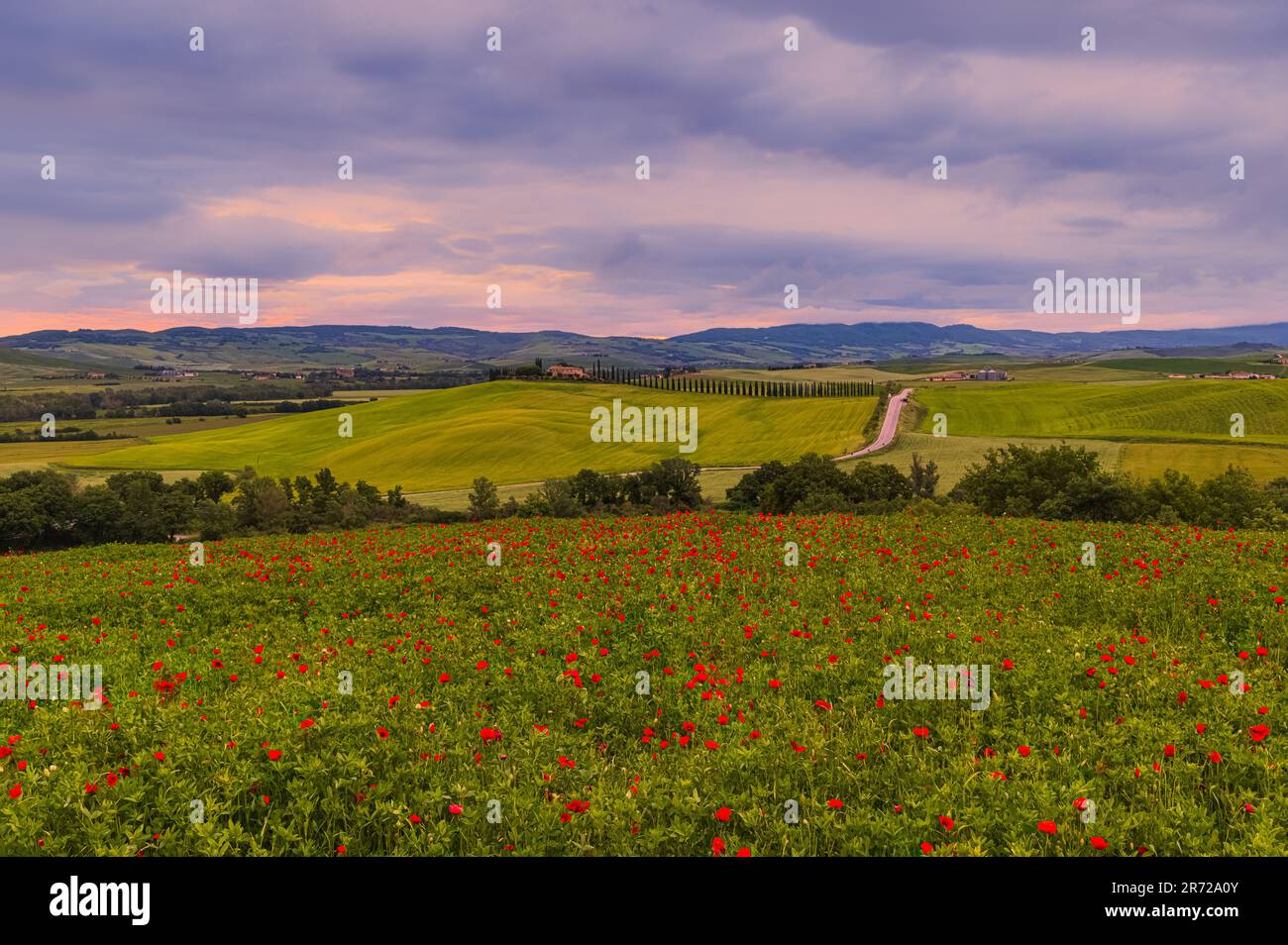 It's spring in Tuscany and fields full with poppies are coloring the ...