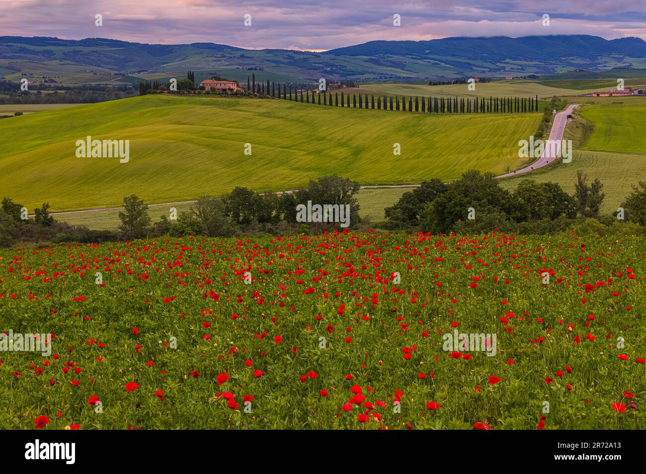 It's spring in Tuscany and fields full with poppies are coloring the ...