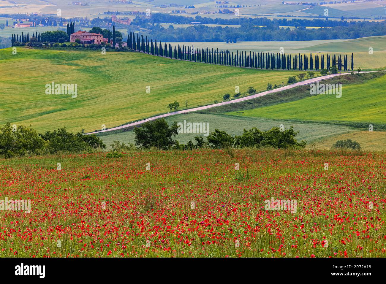 It's spring in Tuscany and fields full with poppies are coloring the ...