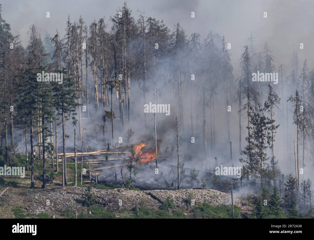 Kronberg, Germany. 13th June, 2023. Trees are burning in a forest fire ...