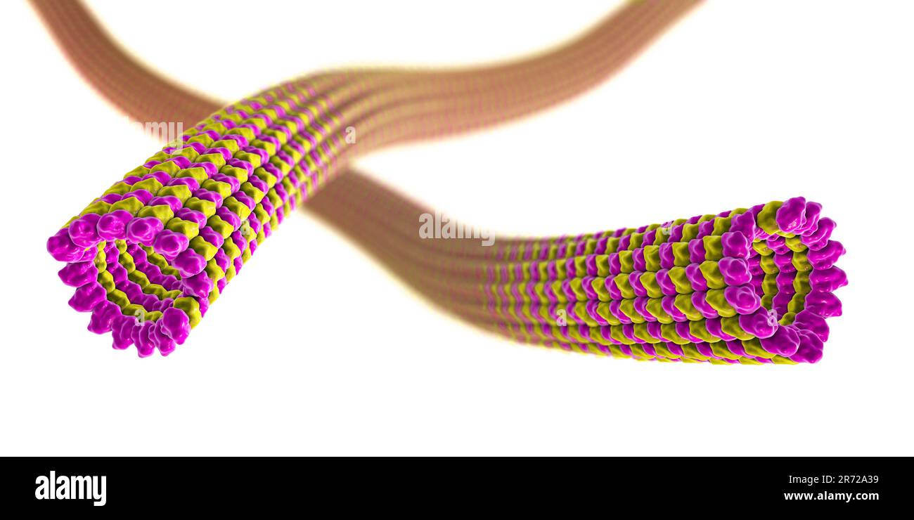 Microtubules, 3D computer artwork. Microtubules are polymers of the ...