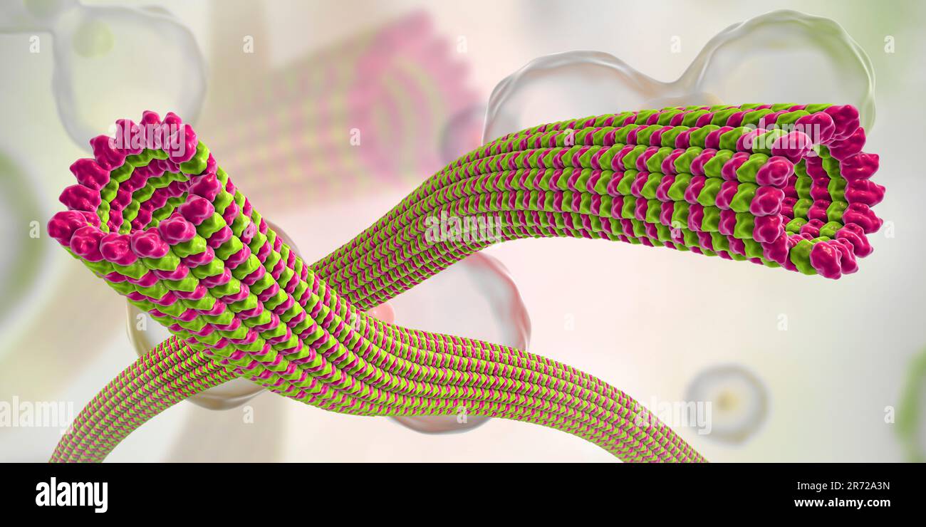 Microtubules, 3D computer artwork. Microtubules are polymers of the ...