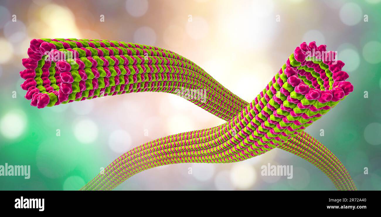 Microtubules, 3D computer artwork. Microtubules are polymers of the ...