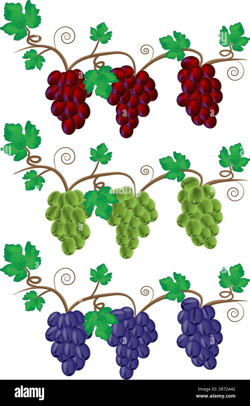 Grape vine illustration Stock Vector Images - Alamy