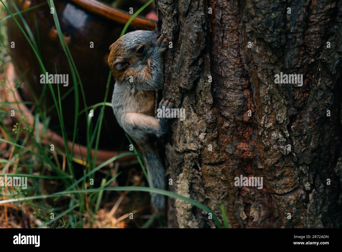 yucatan baby squirrel peek behind the birch trunk, springtime, mexico ...