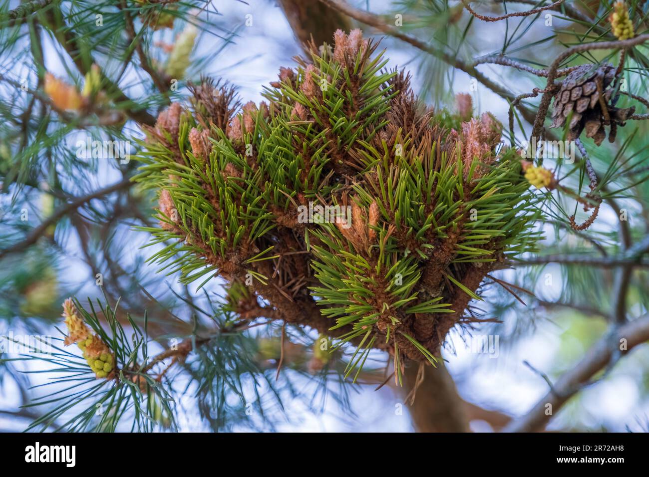 Unnatural pine growth. Small branches with buds have grown in the pile ...