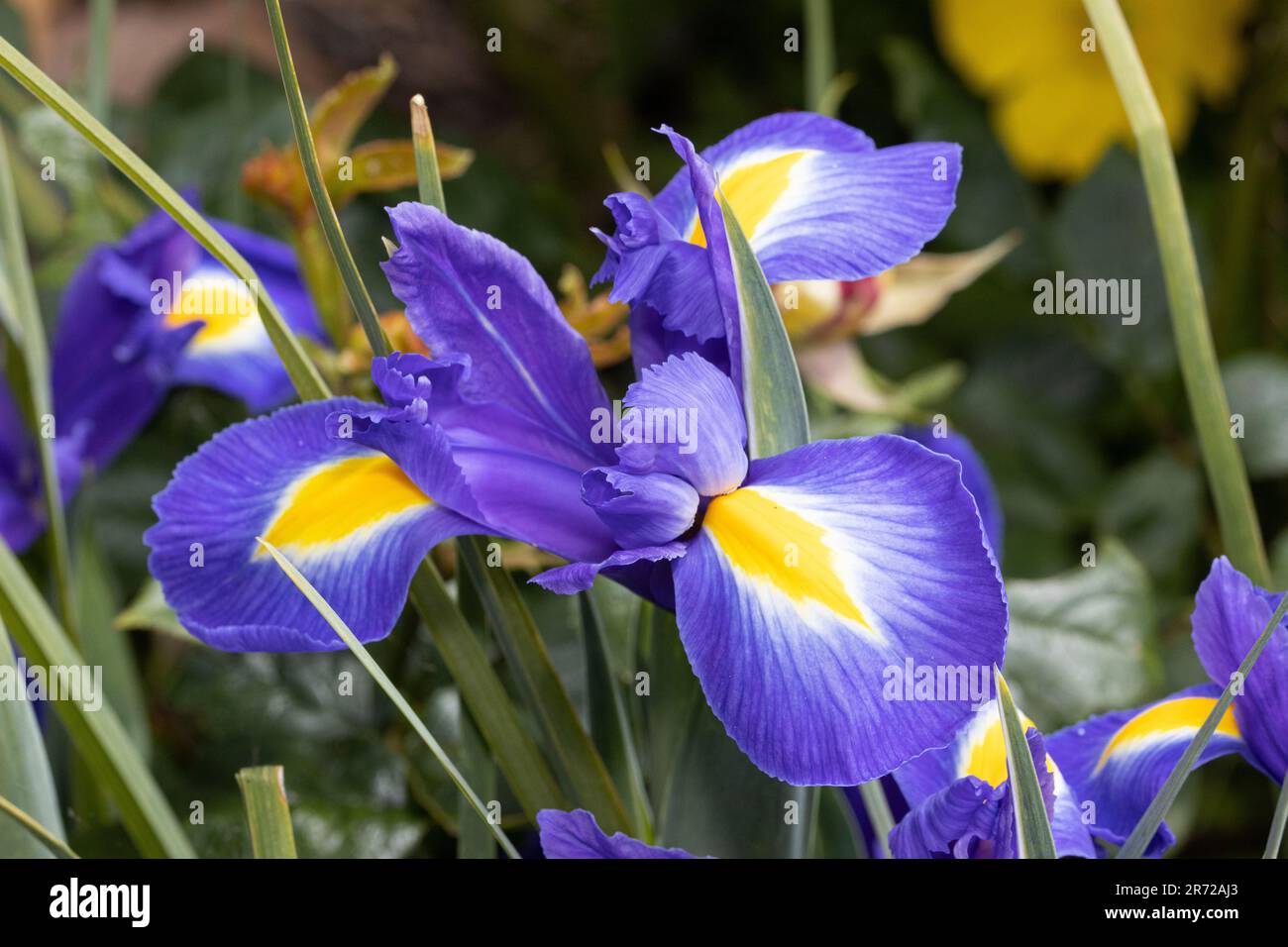 Wild varieties of Blue Iris tend to be a paler colour than the popular ...