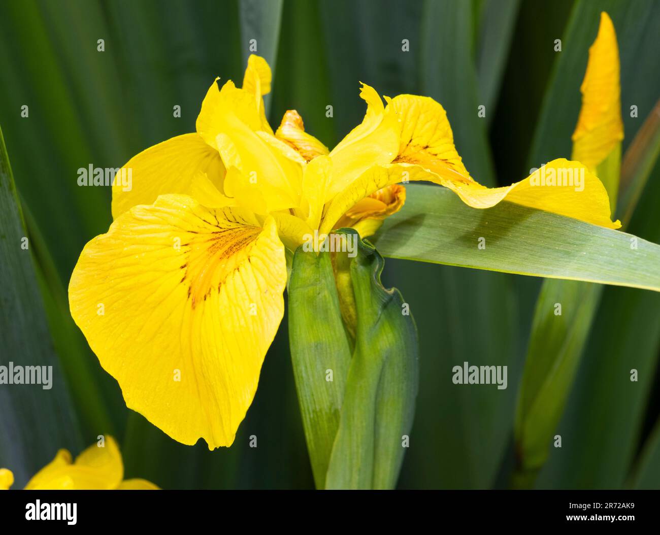 In spring the brilliant colours of the Yellow Flag, a type of wild Iris ...