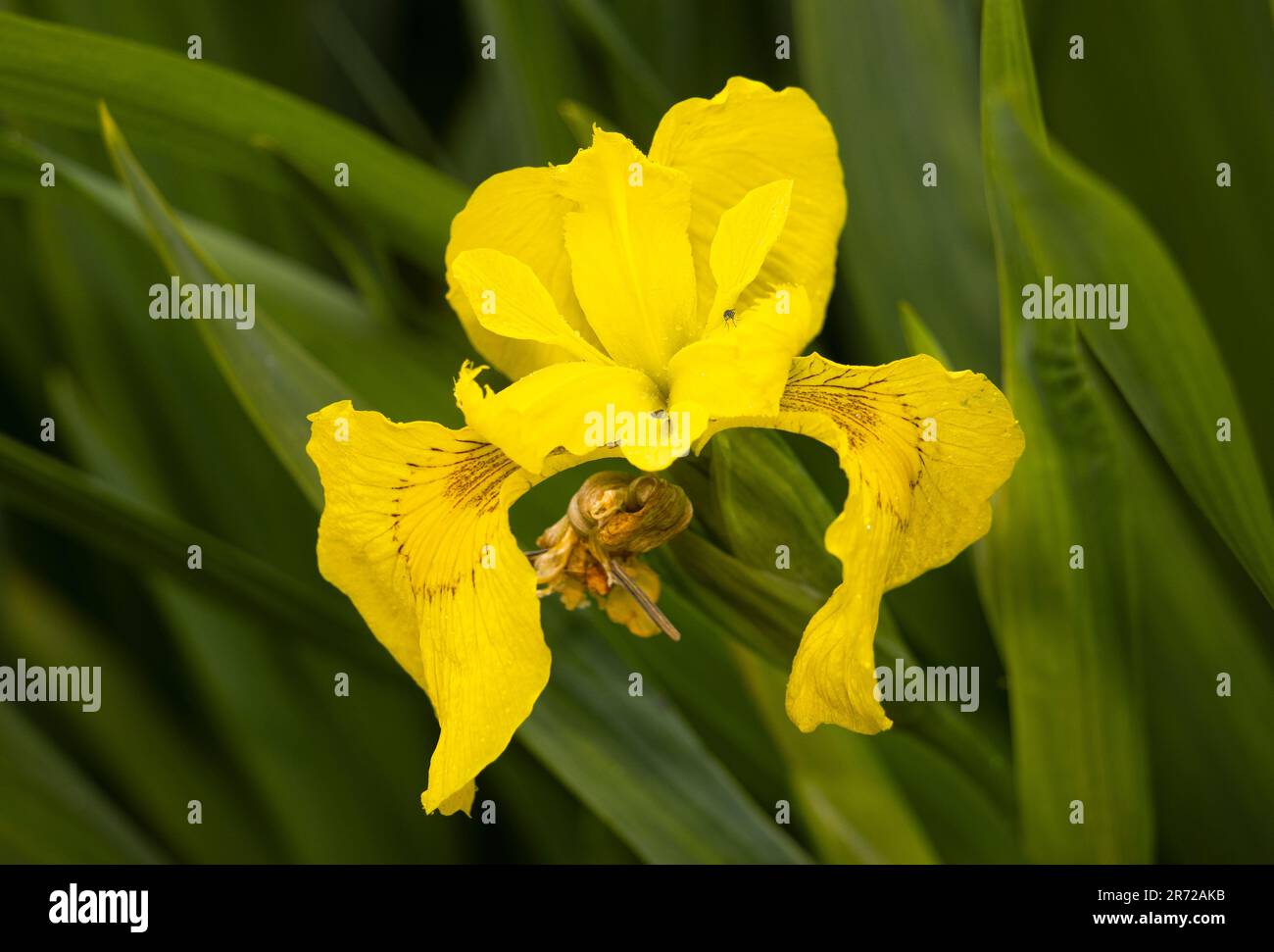 In spring the brilliant colours of the Yellow Flag, a type of wild Iris ...