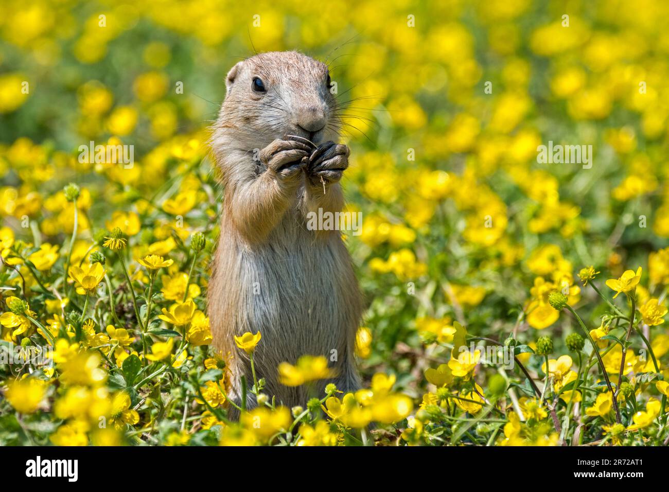 North american prairie flowers hi-res stock photography and images - Alamy