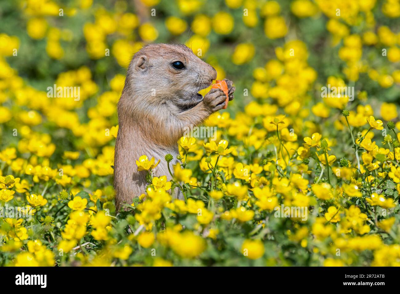 Black-tailed prairie dog (Cynomys ludovicianus) juvenile, native to the ...