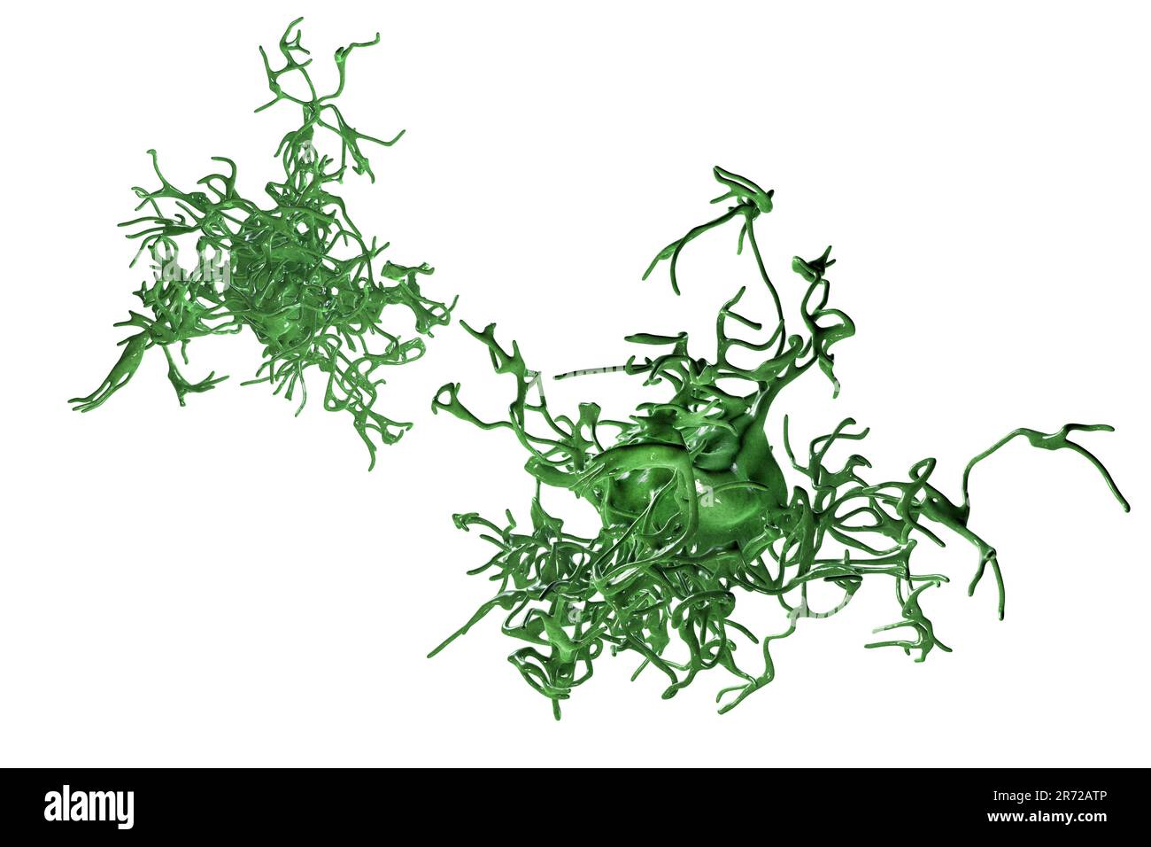 Amoeba, computer illustration Stock Photo - Alamy