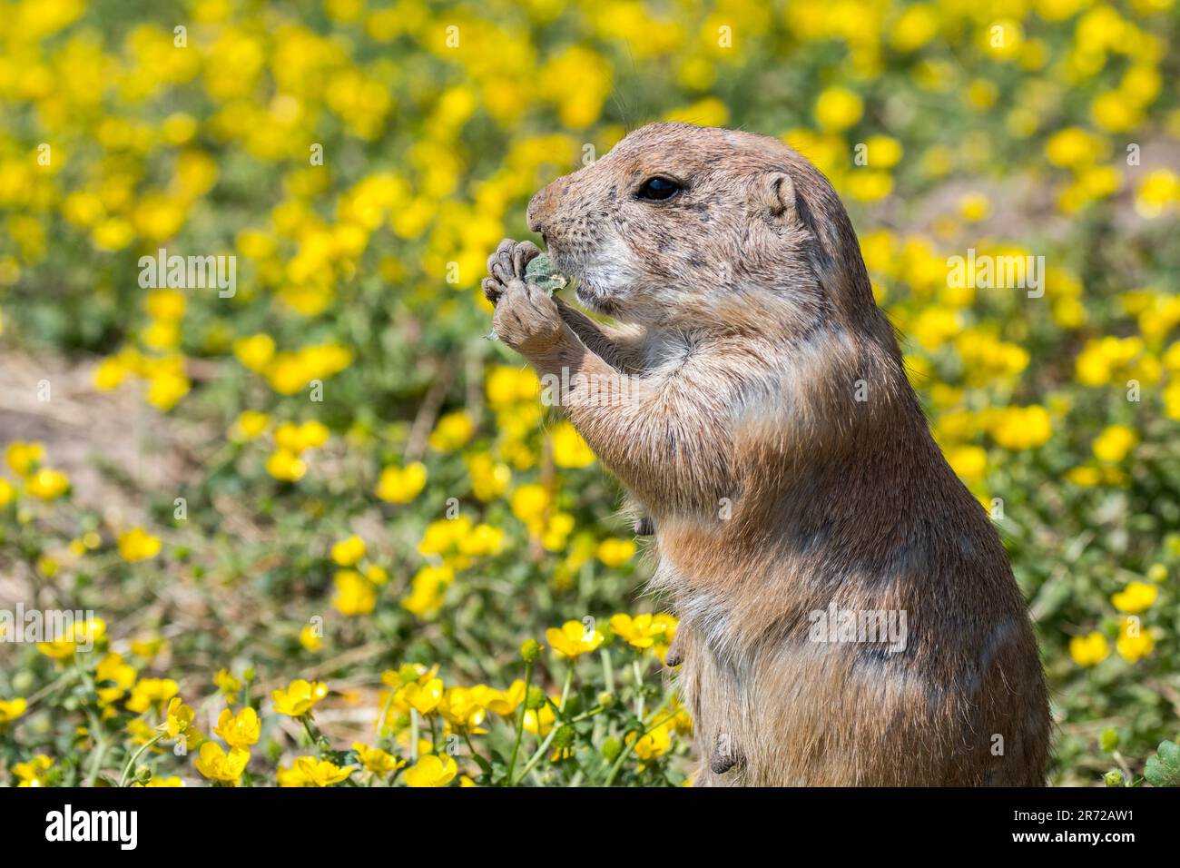 Black-tailed prairie dog (Cynomys ludovicianus) female, native to the ...