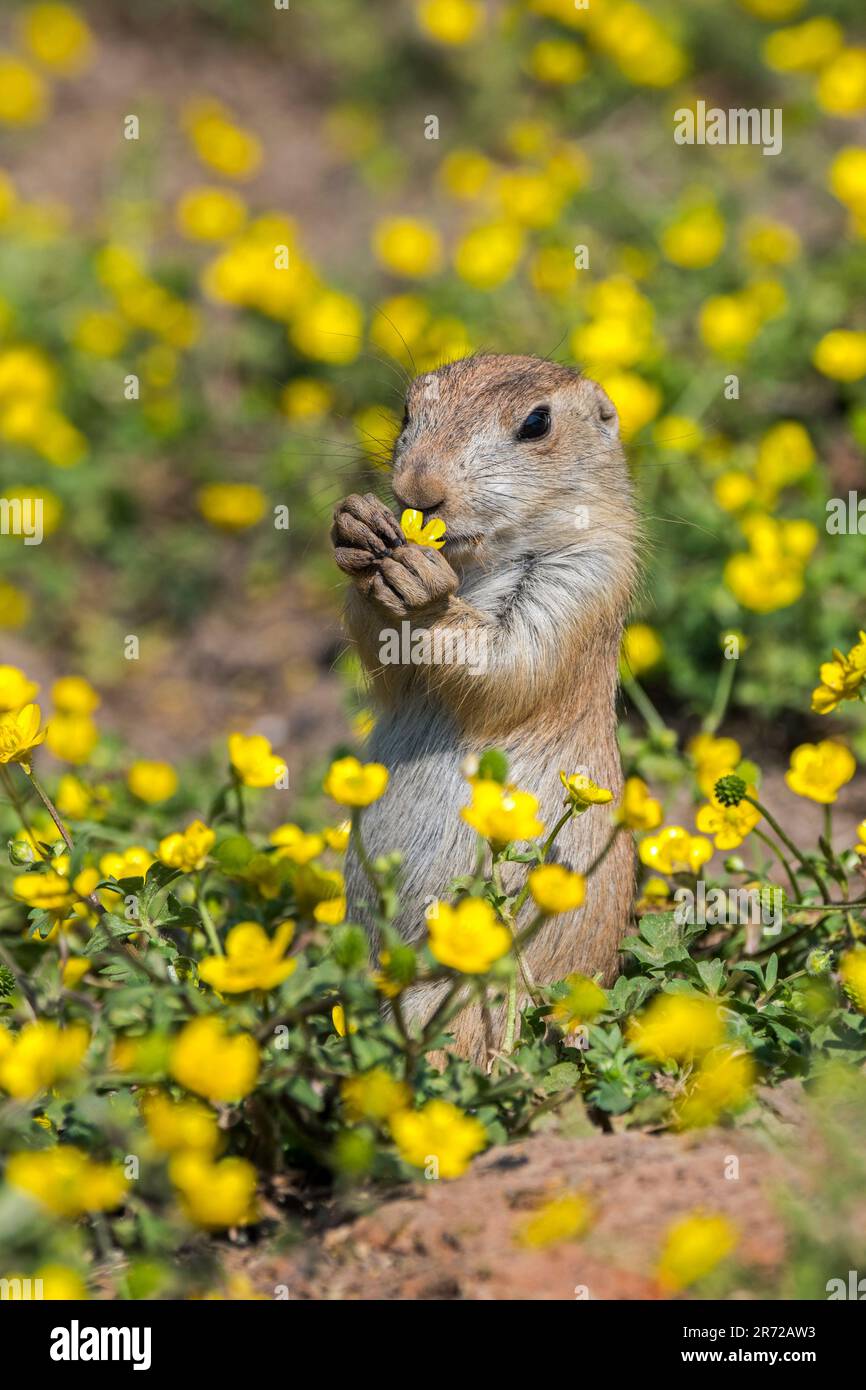 Black-tailed prairie dog (Cynomys ludovicianus) juvenile, native to the ...