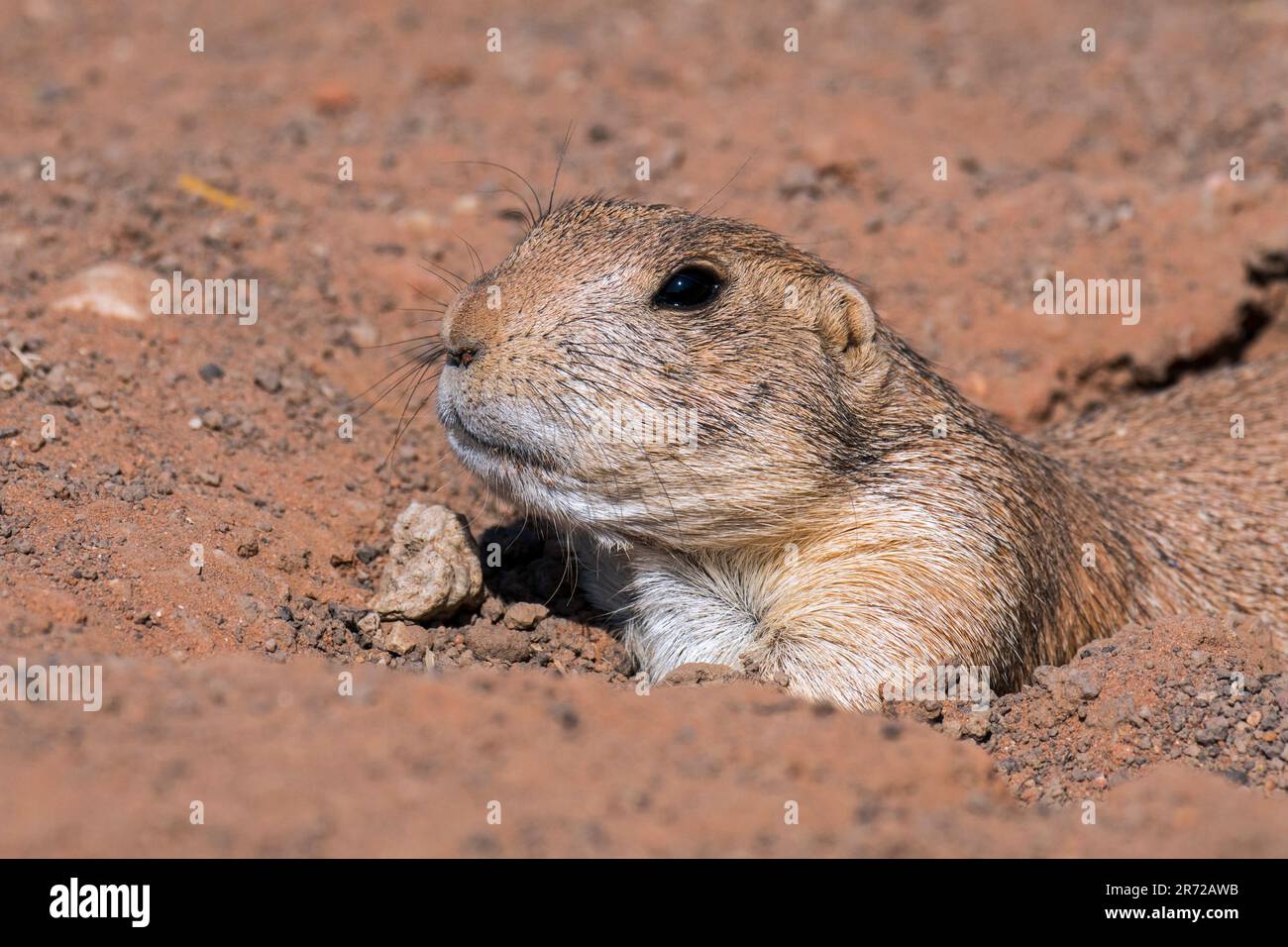 Black-tailed prairie dog (Cynomys ludovicianus) native to the Great ...