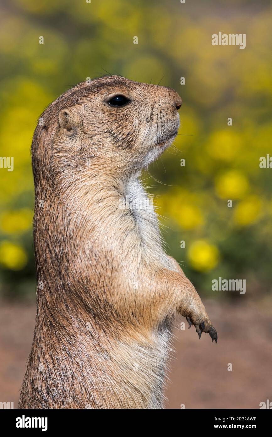 Alarmed black-tailed prairie dog (Cynomys ludovicianus) on the lookout ...
