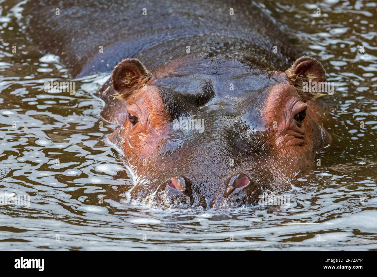 Close-up of cute young common hippopotamus / hippo (Hippopotamus ...