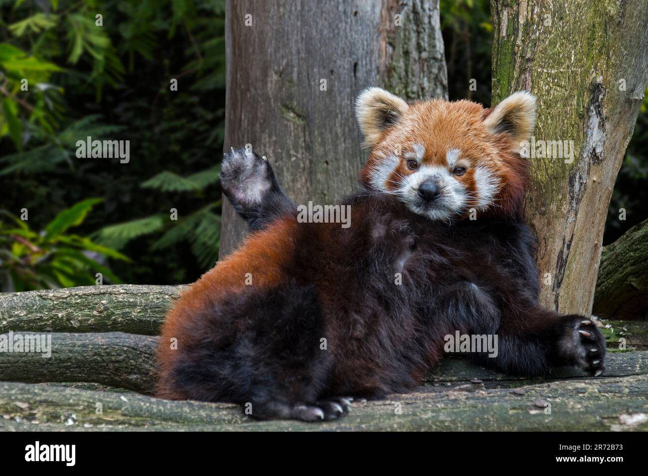 Red panda / lesser panda (Ailurus fulgens), native to the eastern ...