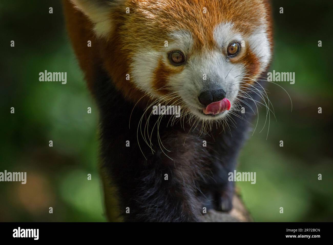Red panda / lesser panda (Ailurus fulgens) walking over branch in tree ...