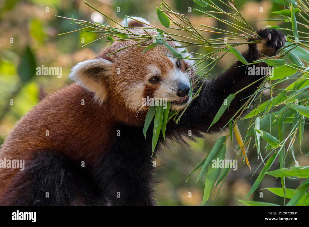 Red panda / lesser panda (Ailurus fulgens), native to the eastern ...
