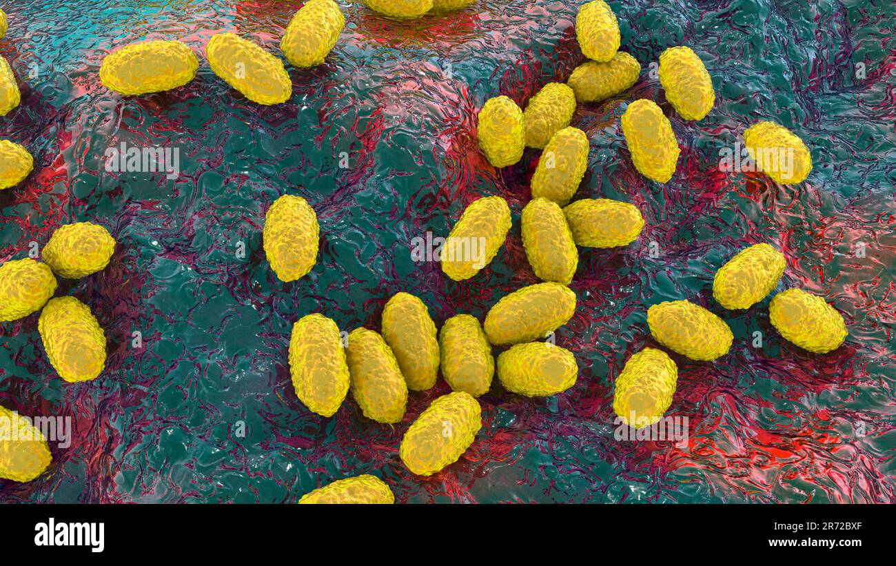 Whooping cough bacteria (Bordetella pertussis), computer illustration ... Whooping cough bacteria (Bordetella pertussis), computer illustration ...