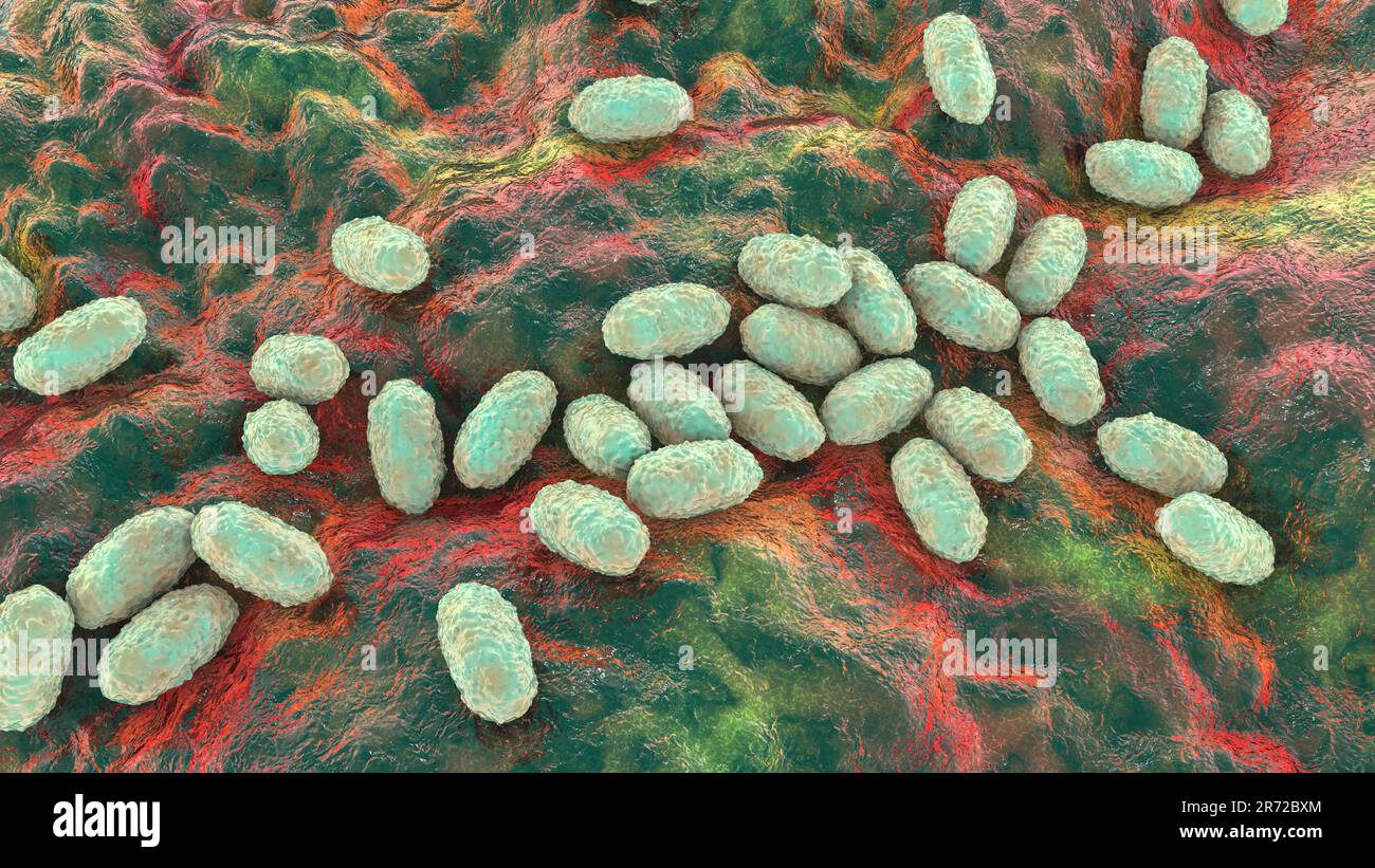 Whooping cough bacteria (Bordetella pertussis), computer illustration ...
