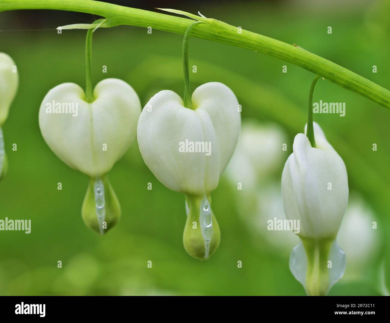 White Lamprocapnos spectabilis, bleeding heart or Asian bleeding-heart ...
